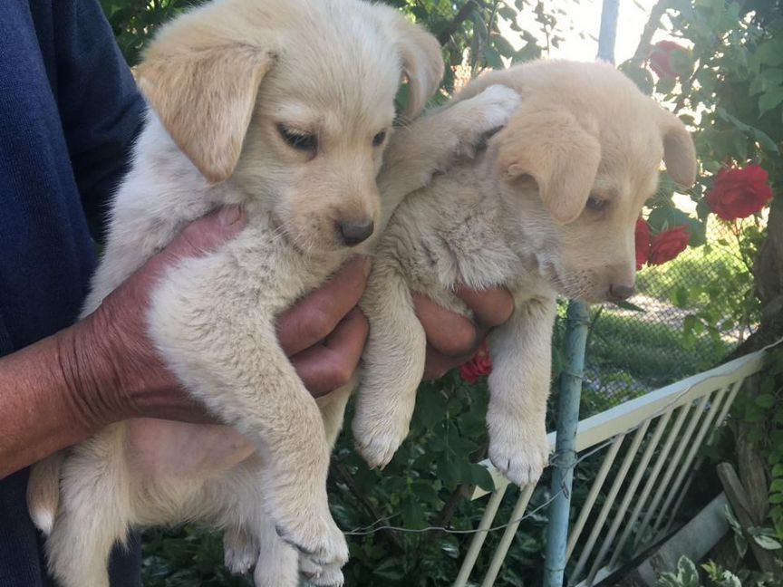 Собака в добрые руки отдам бесплатно щенки