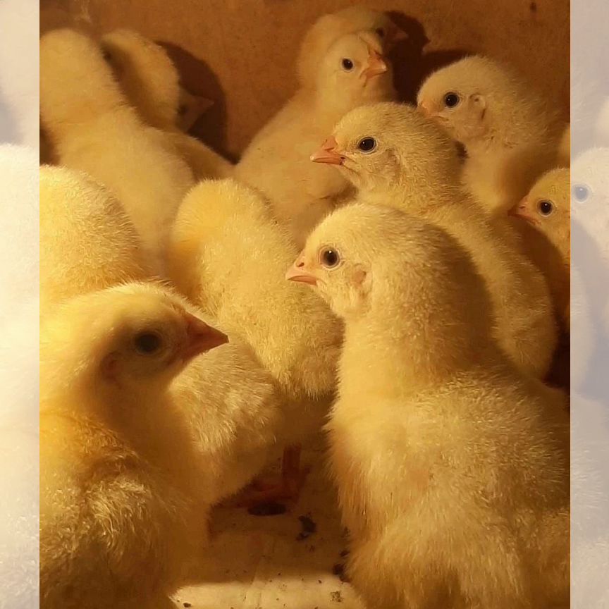 Бройлер подрощенный