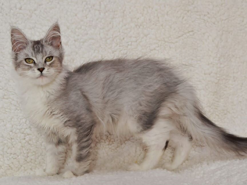 Кошка