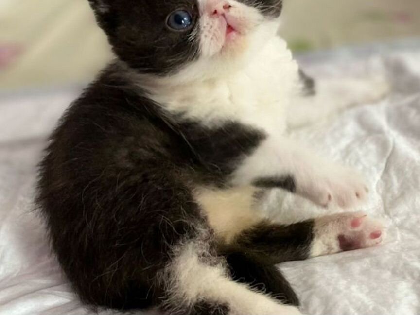 Экзотические котята