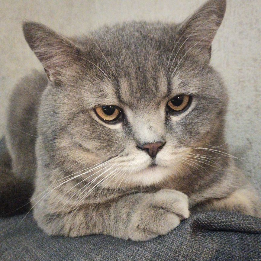 Кот сладкий пирожок