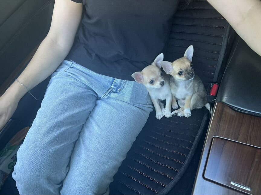 Щенки чихуахуа мини