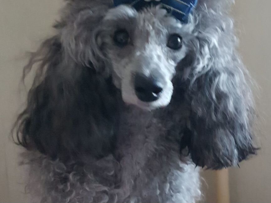 Пудель мальчики и девочки