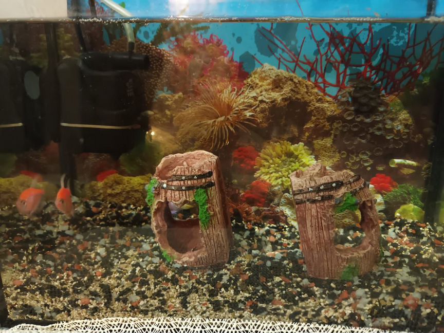 Аквариум с рыбками