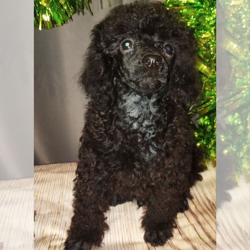 Той-пудель, щенок