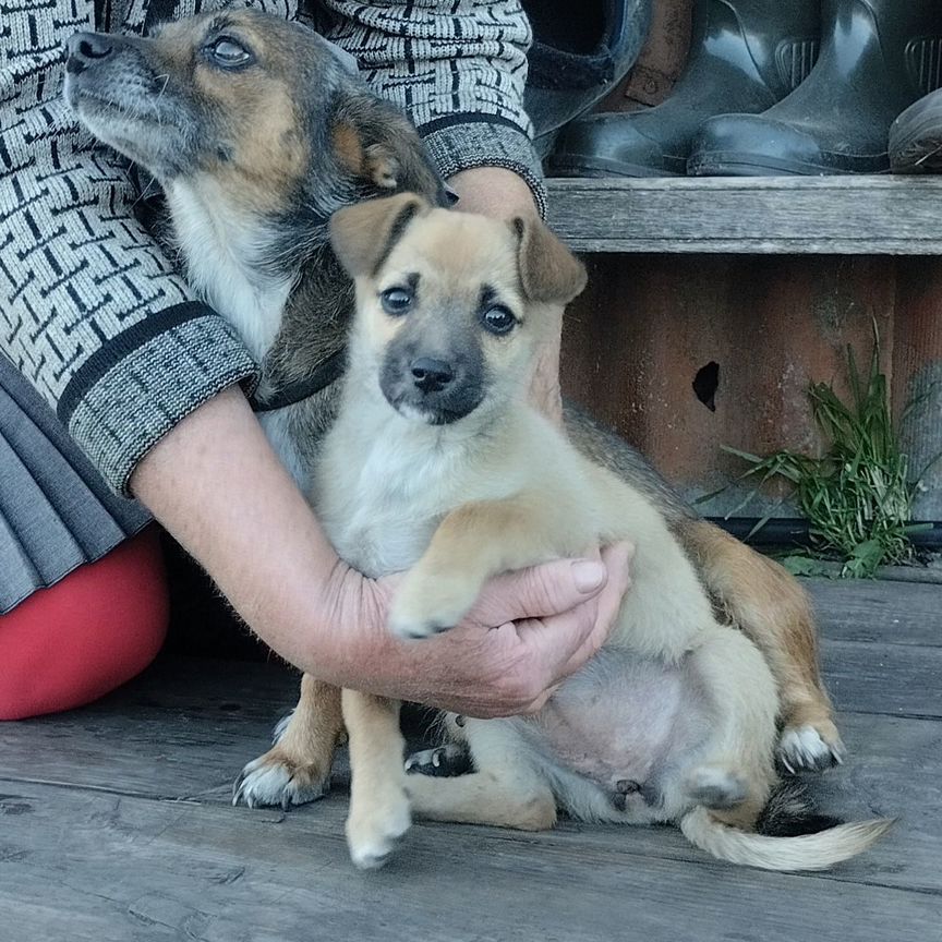 Отдам щенка в добрые руки