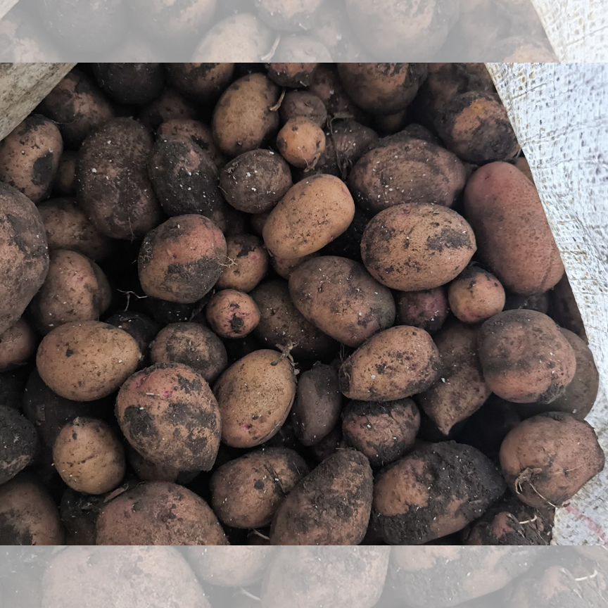 Картофель на корм скоту