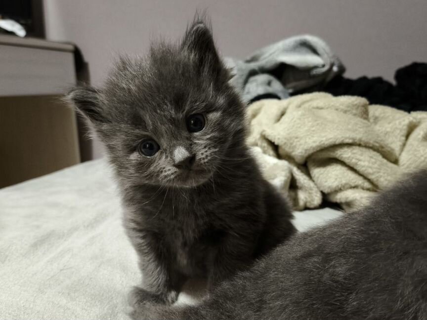 Котята в добрые руки нибелунг