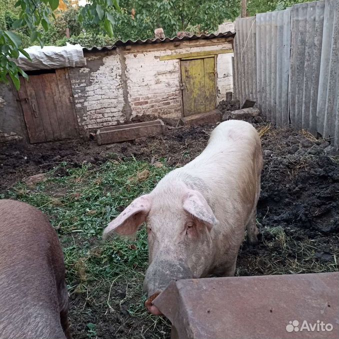 Продам хряка