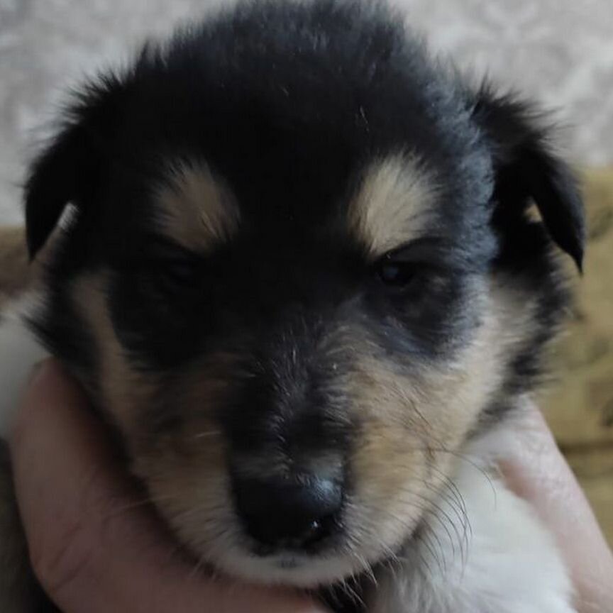 Щенок Колли
