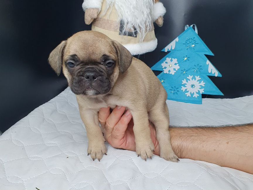 Карапуз французский бульдог