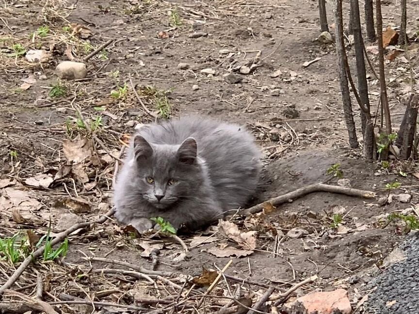 Пушистые красивые котята