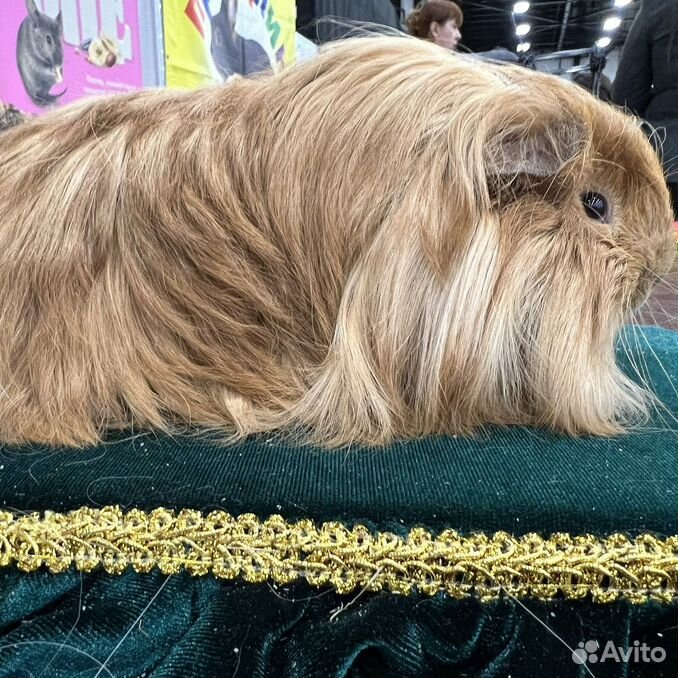 Морские свинки Шелти