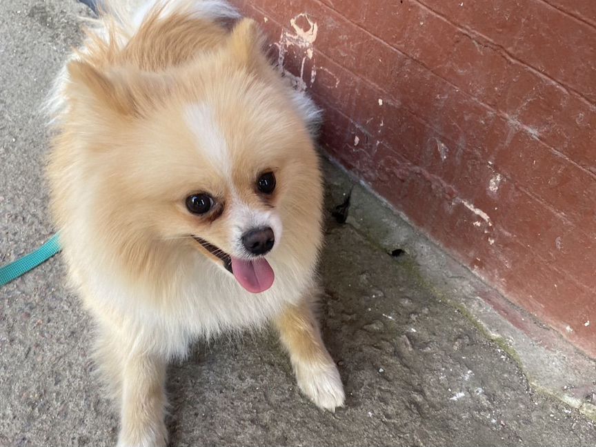 Немецкий шпиц 1 год