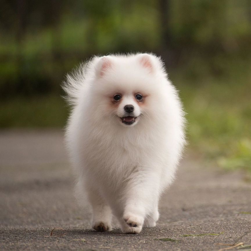 Белый шпиц померанский девочка