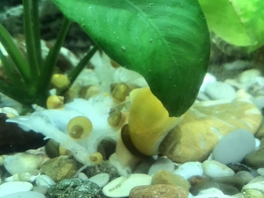 Улитки аквариумные ампулярии