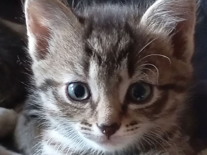 Отдадим в дар котят