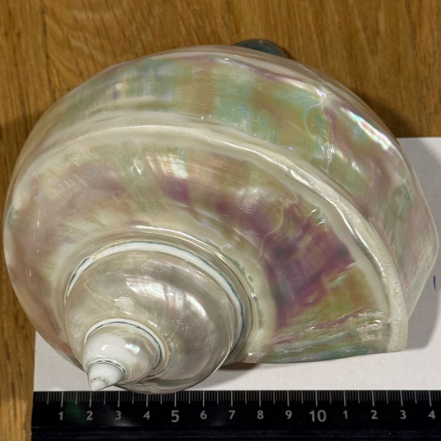 Ракушка большая 14,5 см марморатус