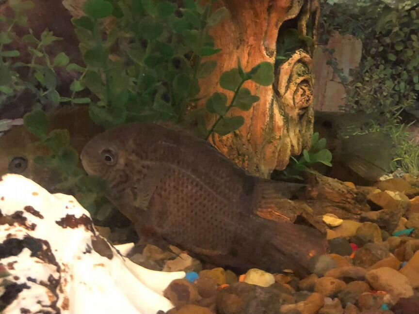 Сом, астронотусы