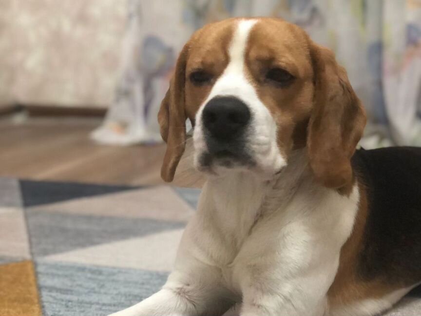 Бигль вязка