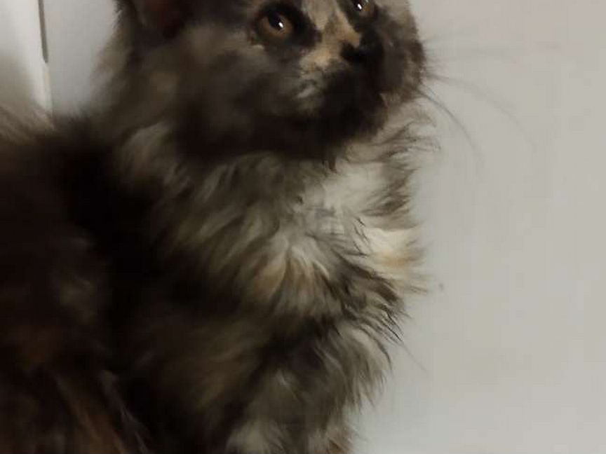 Котята Мейн-кун