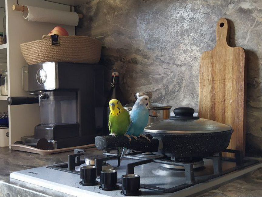 Попугаи волнистые