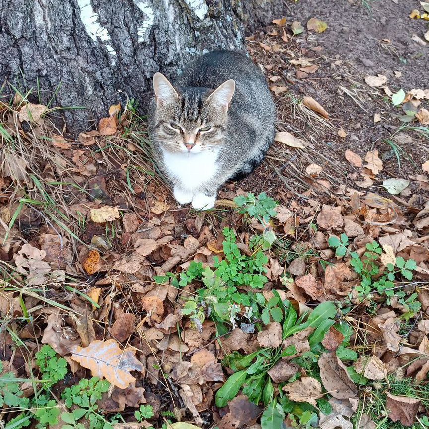 Кошки в добрые руки бесплатно