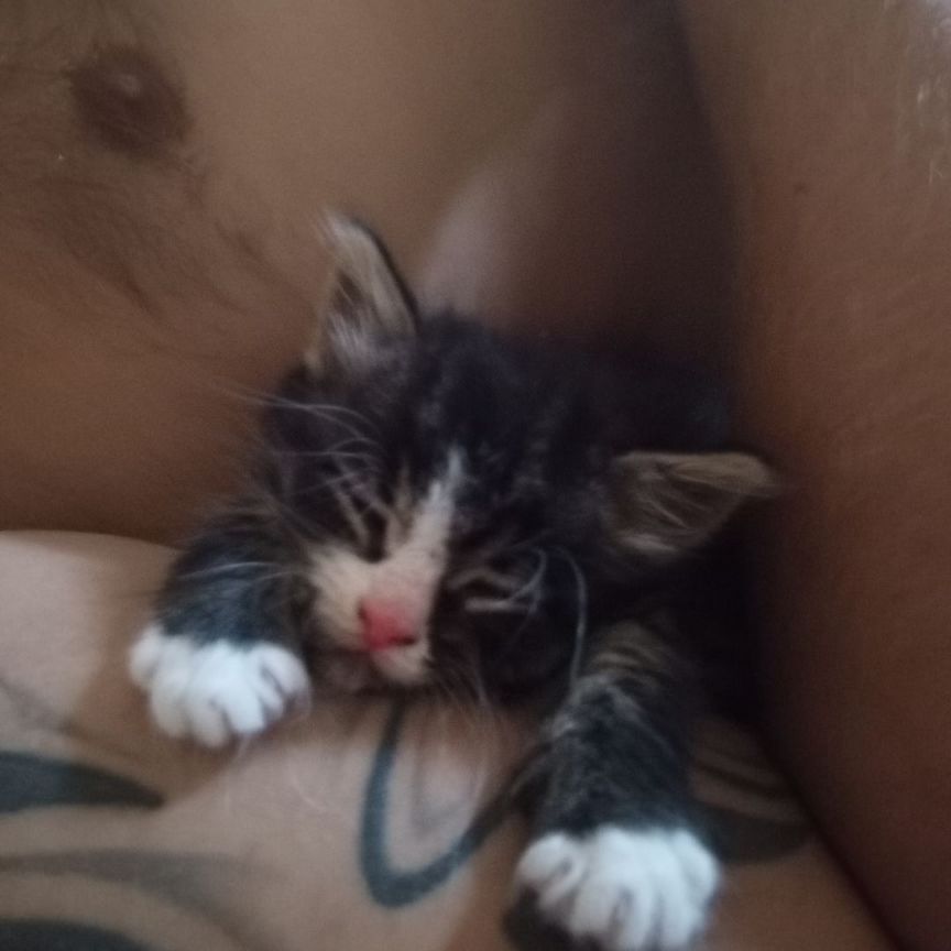 Котята в добрые руки бесплатно