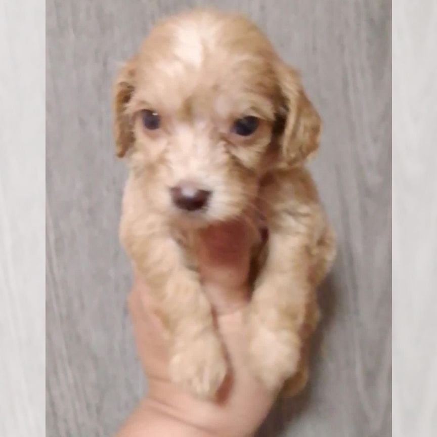 Какапу щеночки