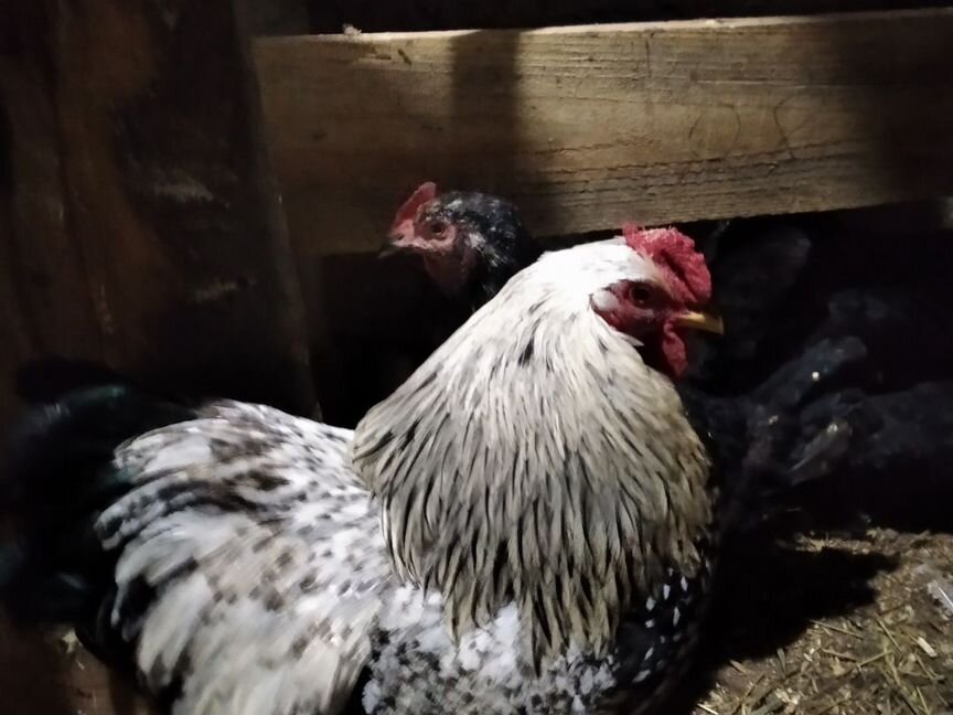 Куры виандот