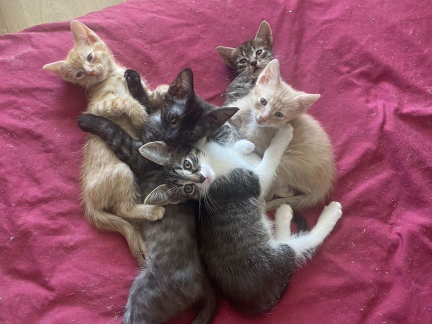 Отдам котят в хорошие руки