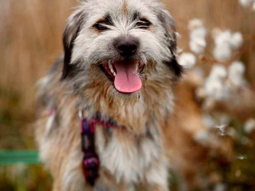 Квартирная собачка Биба в дар в добрые руки