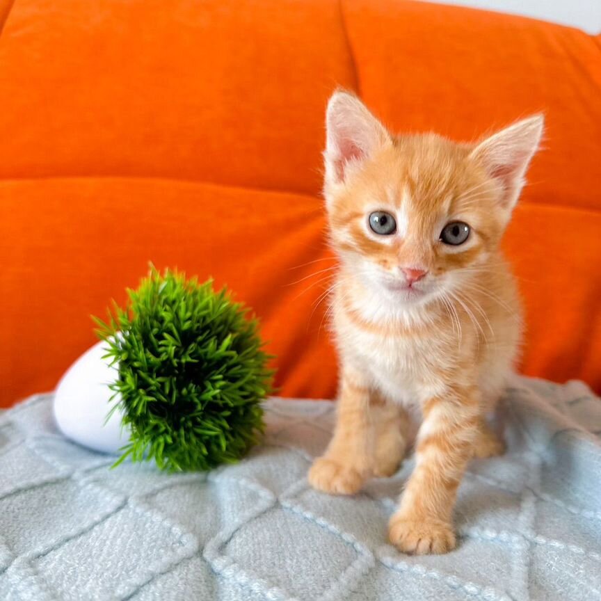 Рыжий котенок 2 месяца в дар