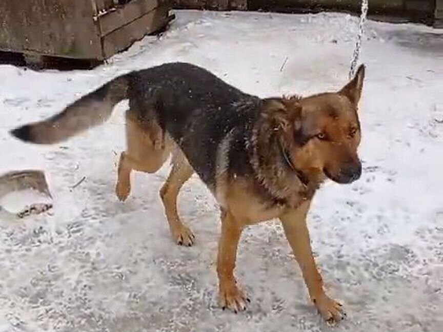 Собаке нужны новые хозяева