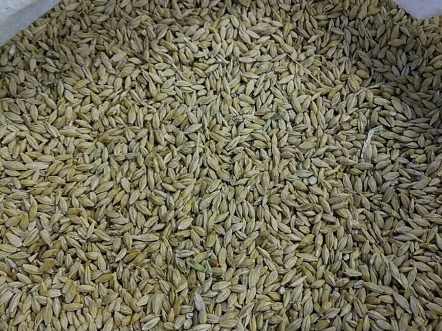 Отруби пшеничные. Ячмень. Пшеница