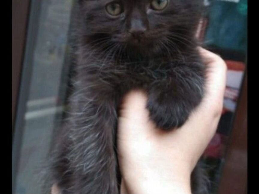 Шотландский вислоухий черный котенок девочка