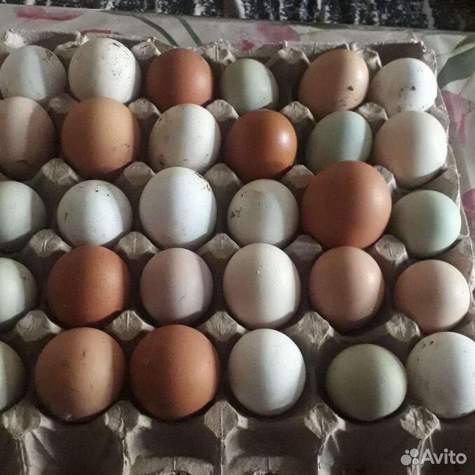 Домашние куриные яйца,перепелинные, бройлеров