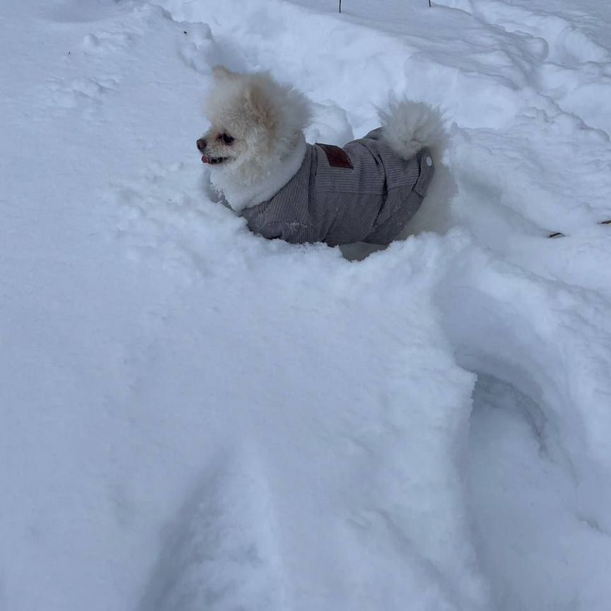 Дубленка для маленькой собаки