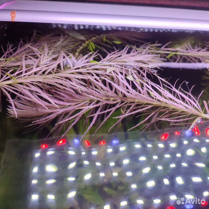 Лимнофила ароматика