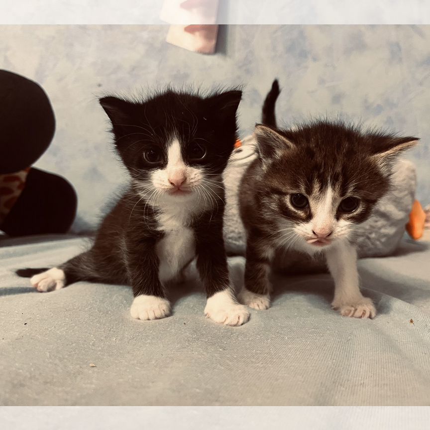 Котёнок от частного владельца