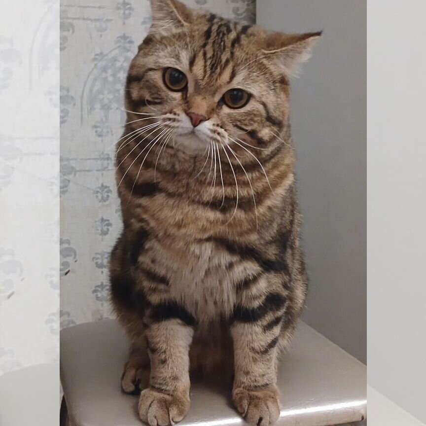 Шотландский кот вязка
