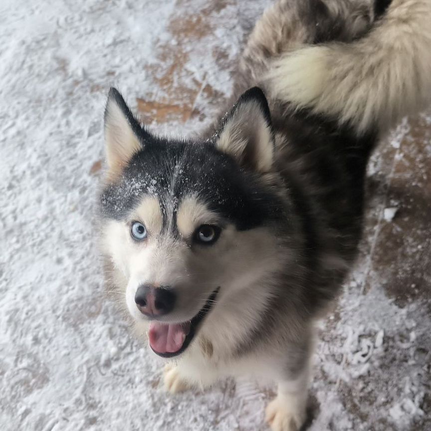 Хаски - бесплатно