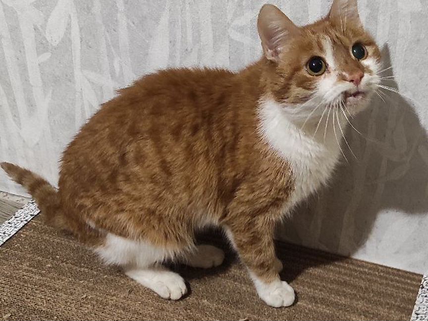 Котик Рыжик в добрые руки