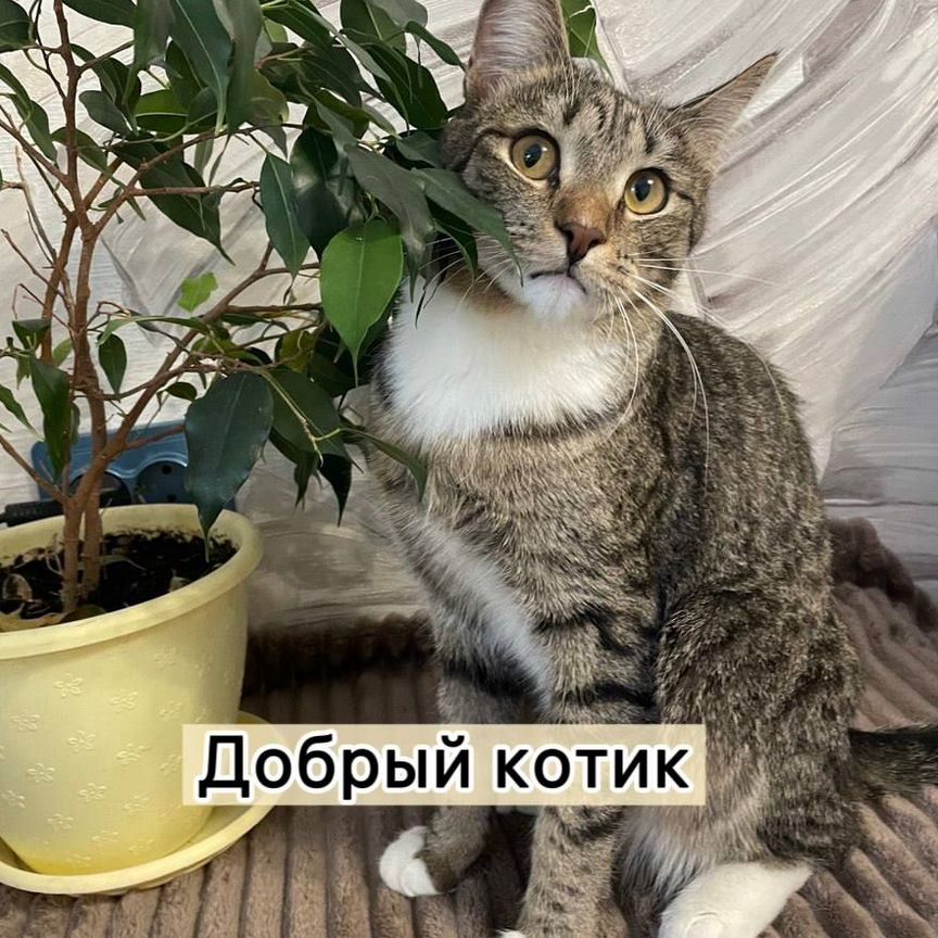 Взрослая кошка в добрые руки