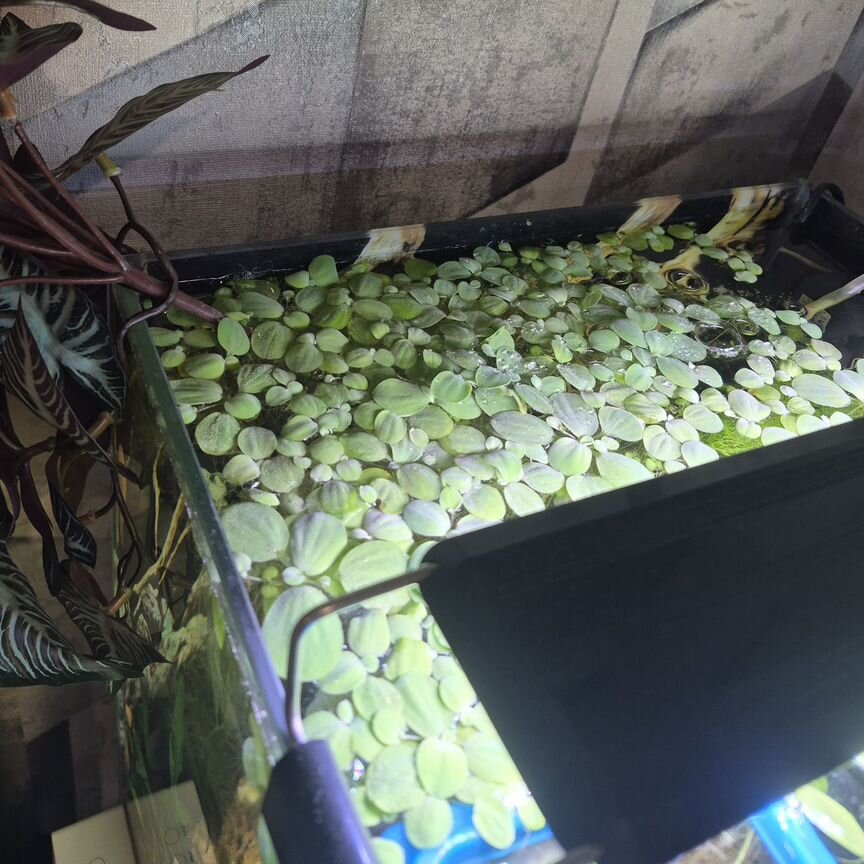 Аквариумные растения Пистия