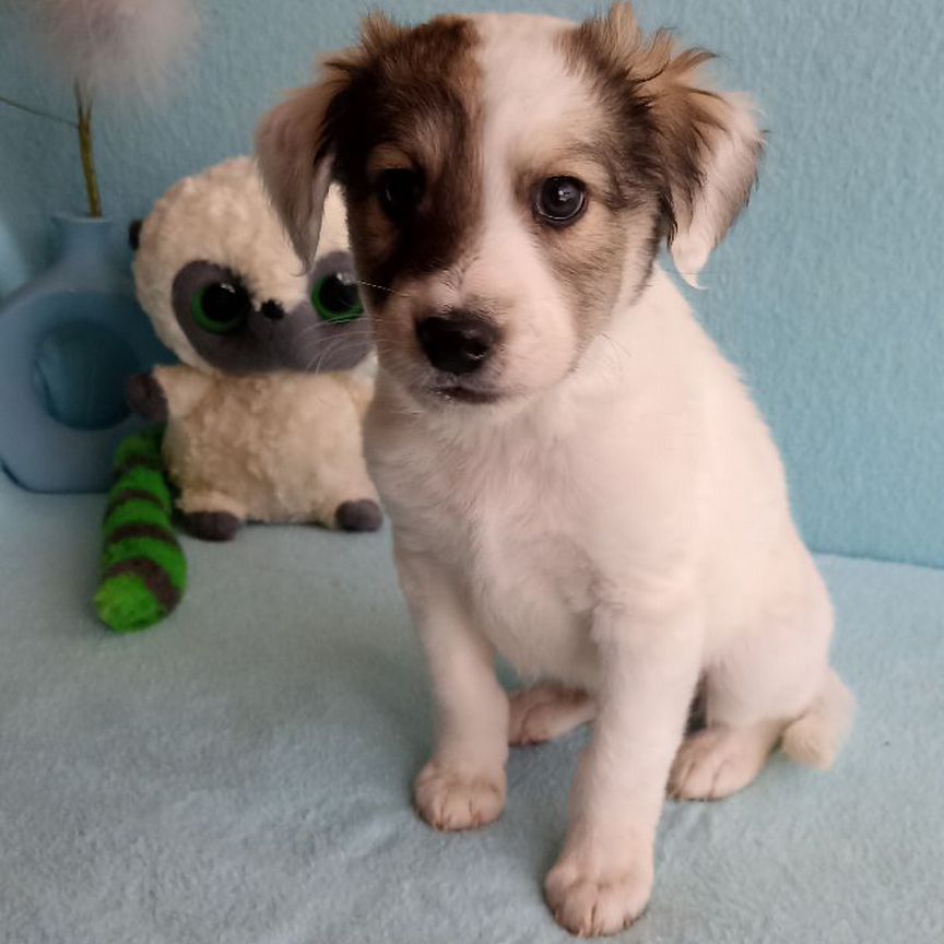 Беляш (щенок мальчик без породы)