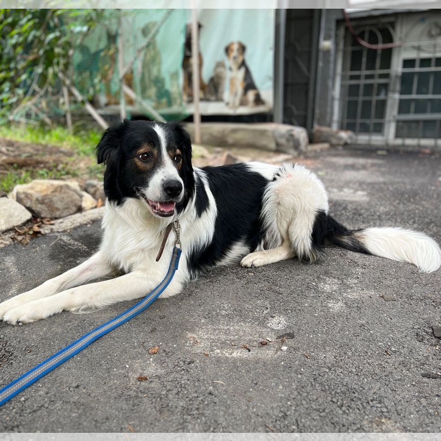 Собака в добрые руки