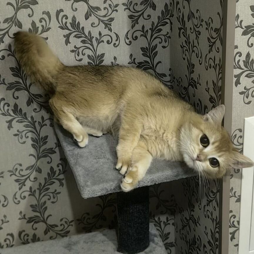 Шотландская прямоухая короткошёрстная, взрослая кошка