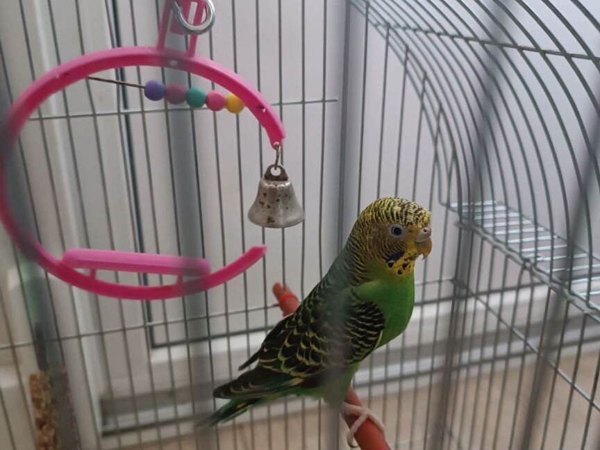 Отдам волнистого попугая-девочку