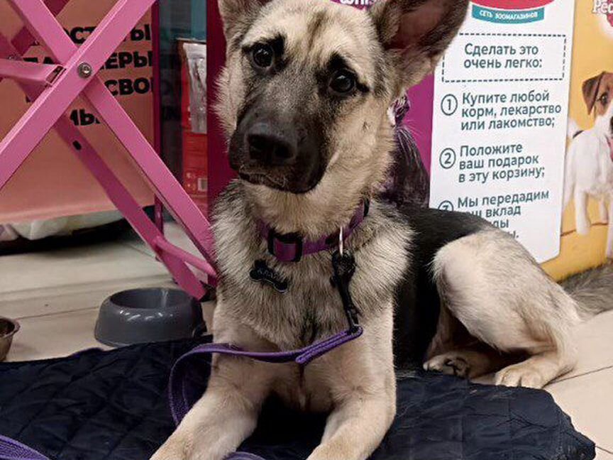 Щенок в добрые руки / бесплатно